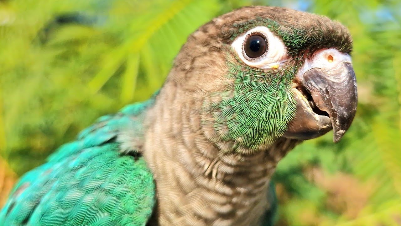 Blue conure sounds : This bird is very blue. Do you like it? , Parrot ...