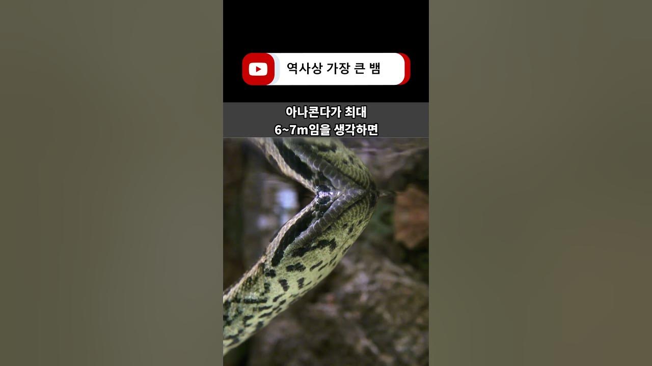 지구 역사상 가장 큰 뱀 ㄷㄷ Shortvideo Shorts Youtube