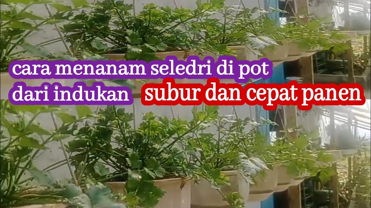cara menanam seledri di pot dari indukan | how to plant celery in a pot ...