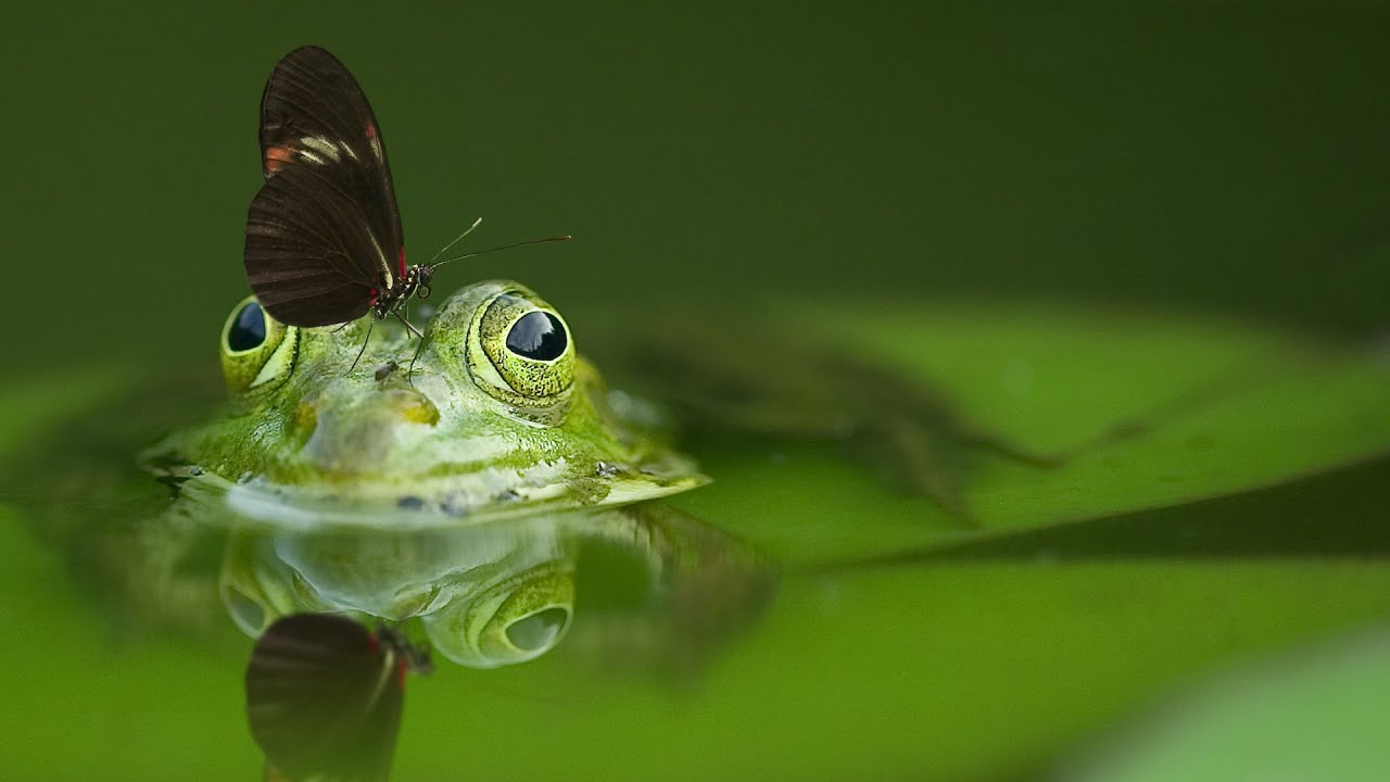 THE BEST FROG SOUND EFFECTS - YouTube