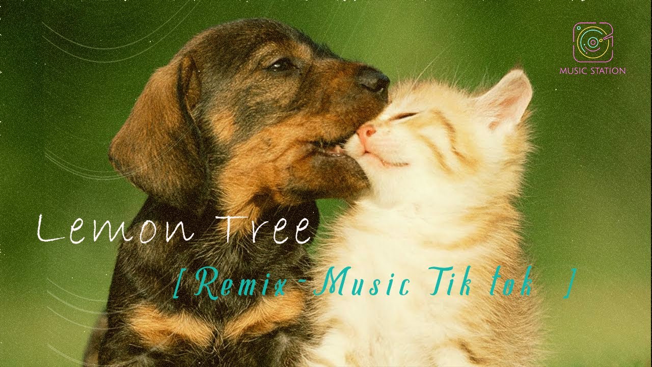 Lemon Tree - remix cute (Fools Garden) - Tik Tok Song | Music Station ...