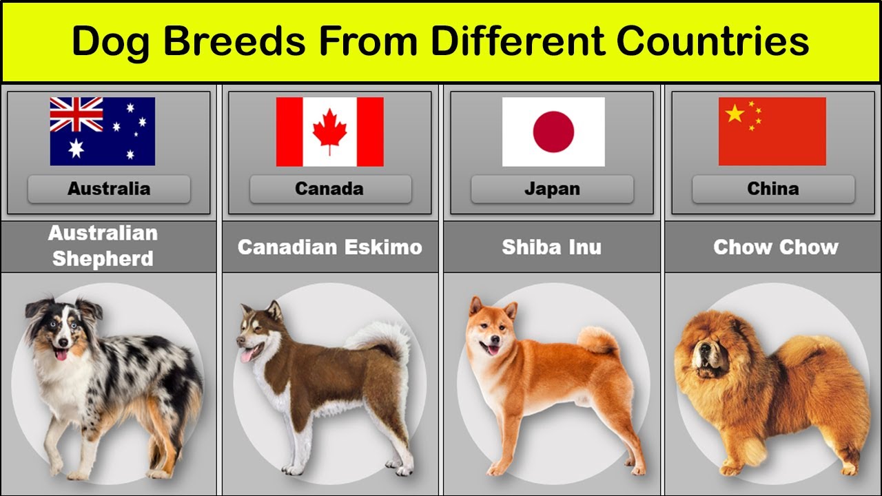 Dog Breeds From Different Countries - YouTube