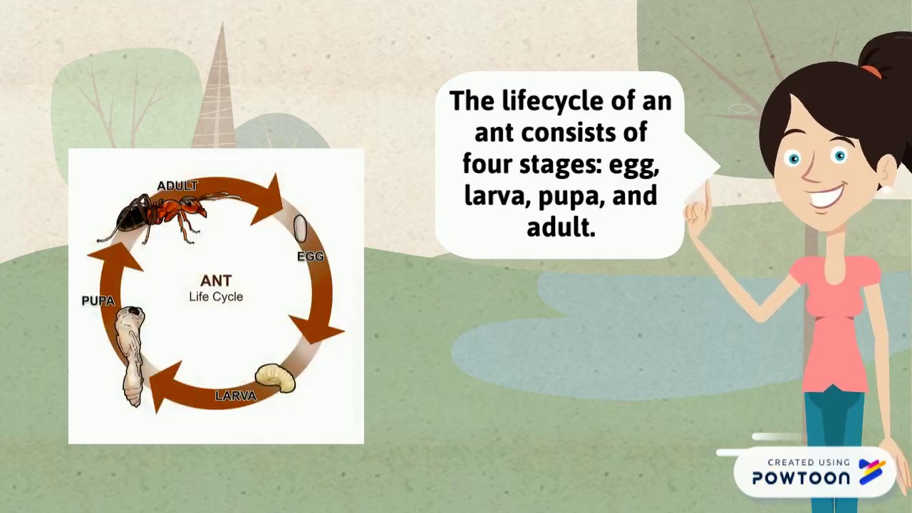 The Life Cycle of an Ant - YouTube