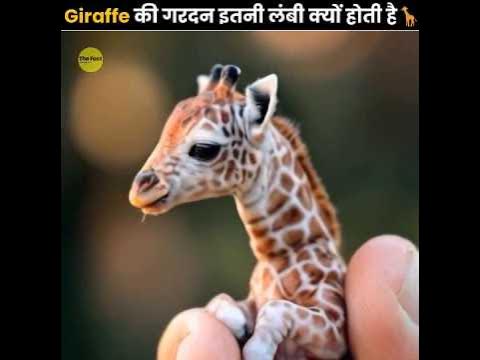 Why Do Giraffes Have Long Necks? - YouTube