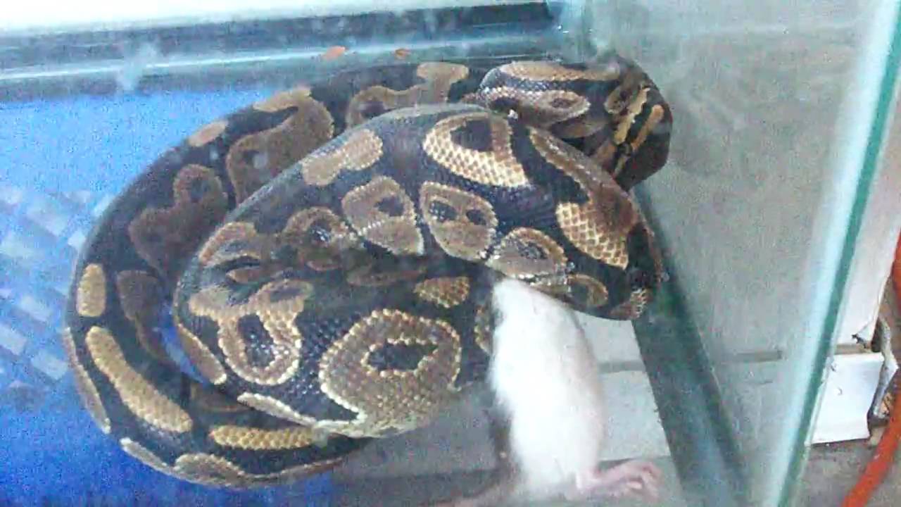 100 ft python - YouTube