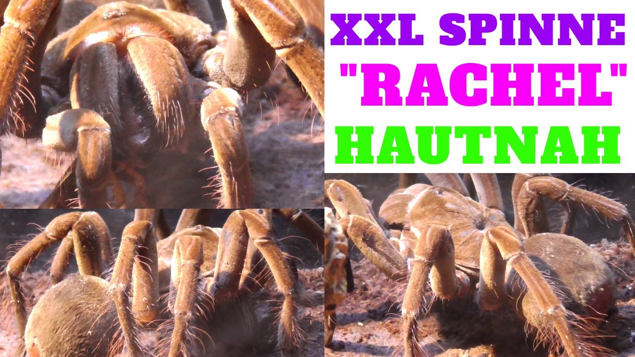 "RACHEL" MEINE XXL GOLIATH VOGELSPINNE HAUTNAH / THERAPHOSA STIRMI ...