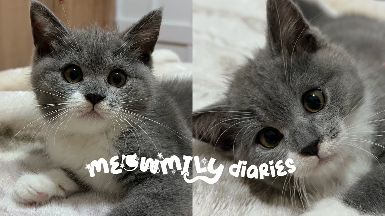 Meowmily Diaries | My Kitten's First Days Home - YouTube