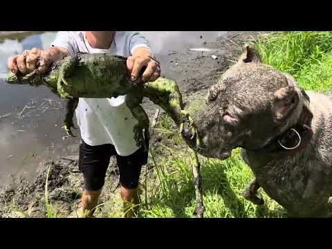 Hunting Mud Ditch with Giant Dogs for Massive Iguanas!