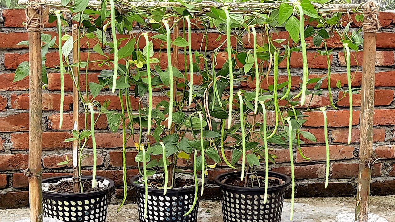Growing Long Beans from Seeds at Home / Easy for Beginners - YouTube
