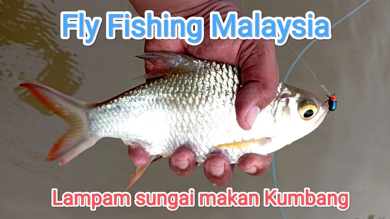 Fly Fishing Untuk Lampam pakai Bug ( Kumbang Hitam) - YouTube