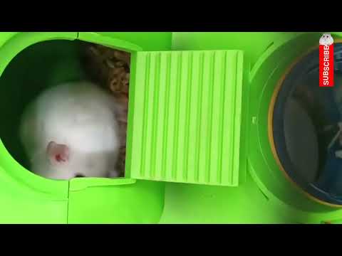 Hamster Papo, make stocks - YouTube