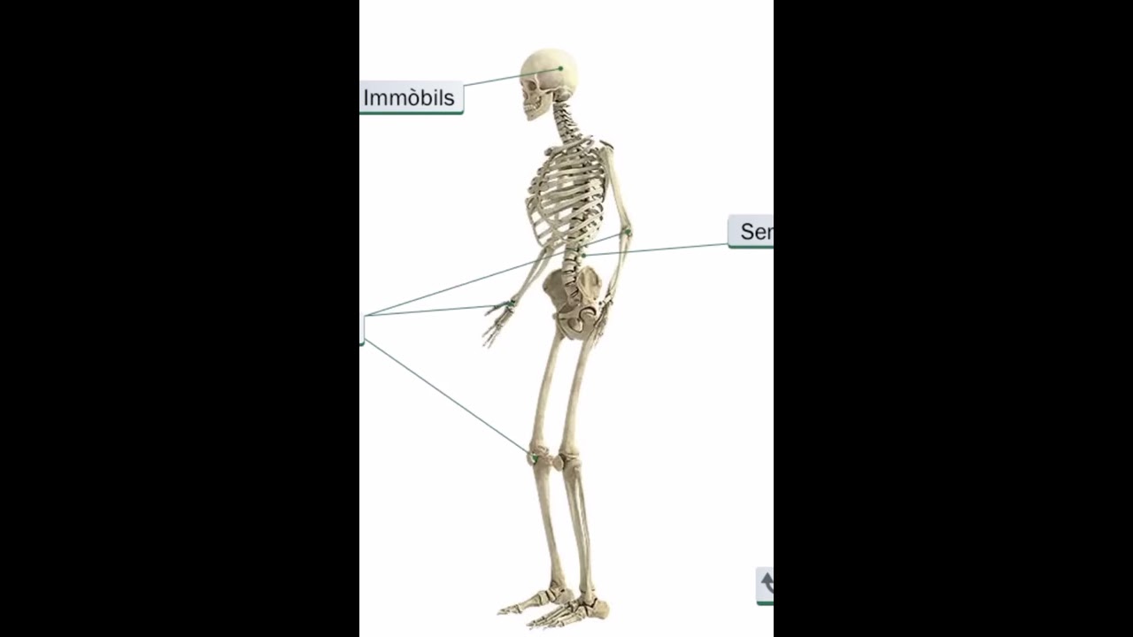 Skeleton staring - YouTube