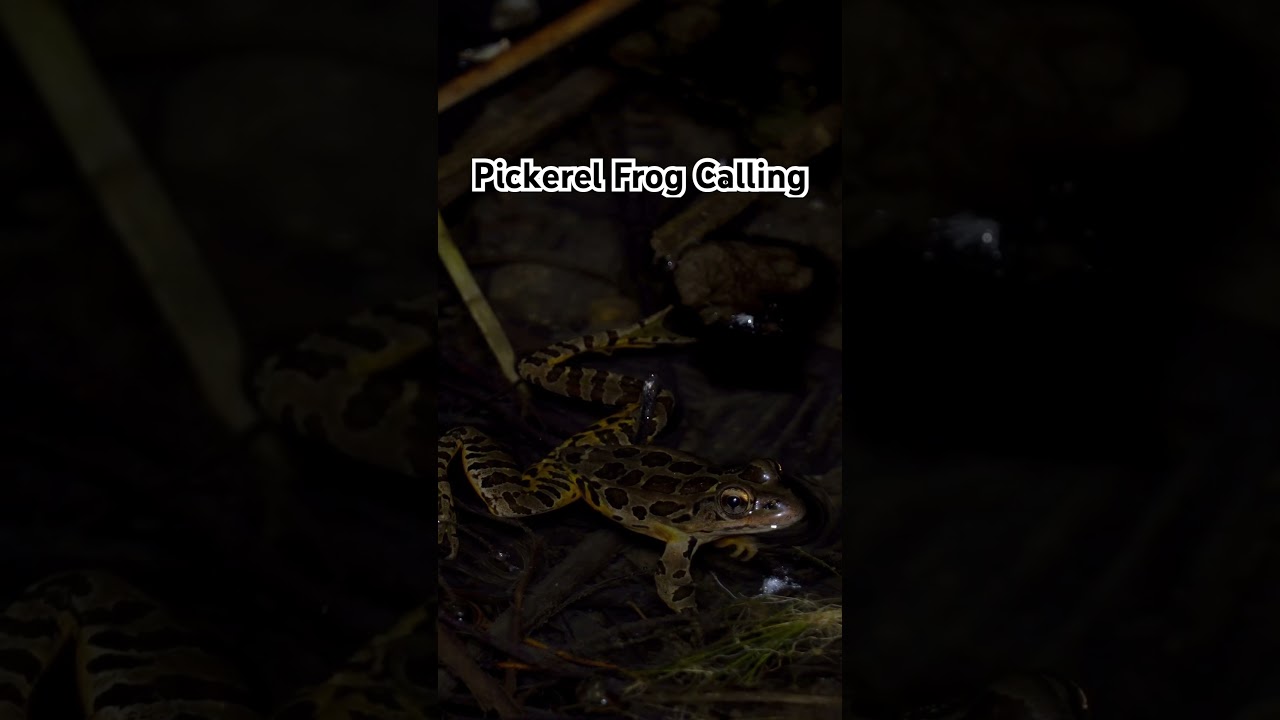 Pickerel Frog Call