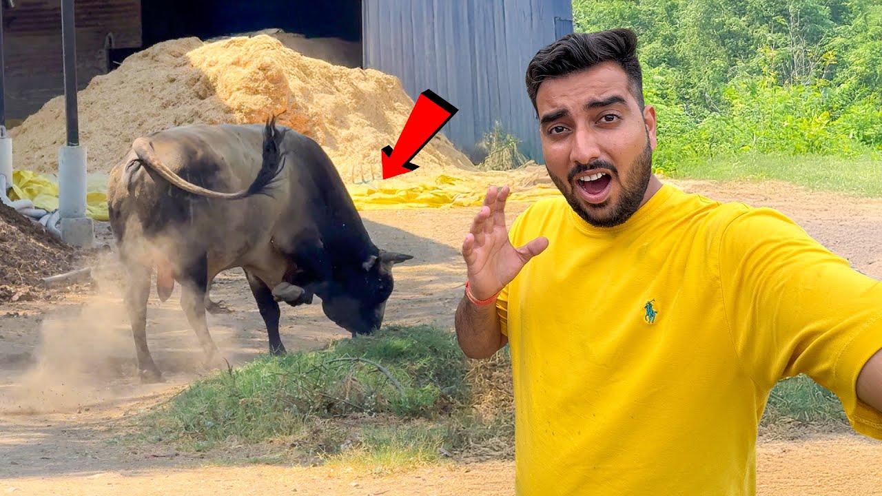 Jersey Bull Gaon Me Mila🐂🥲 - YouTube