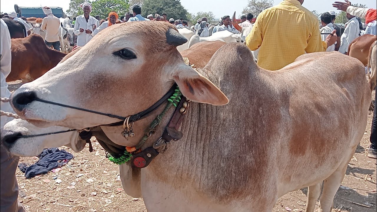 #गावरान_वासरांची_जोडी#राजूर_बैल_बाजार#खिल्लार_आदात_वासरांची_#rajur_bail ...