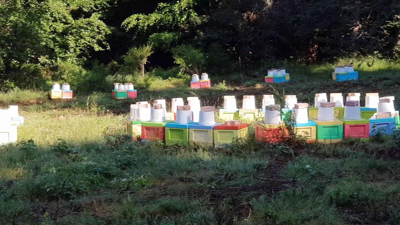 Statia de fecundare pentru matci buckfast la cota 1400m - YouTube