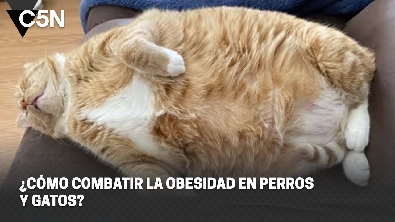 ¿CÓMO COMBATIR la OBESIDAD en PERROS y GATOS? - YouTube