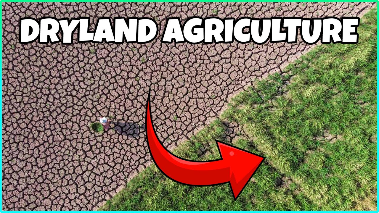 Dryland Agriculture: How to do Farming with Less Water - YouTube