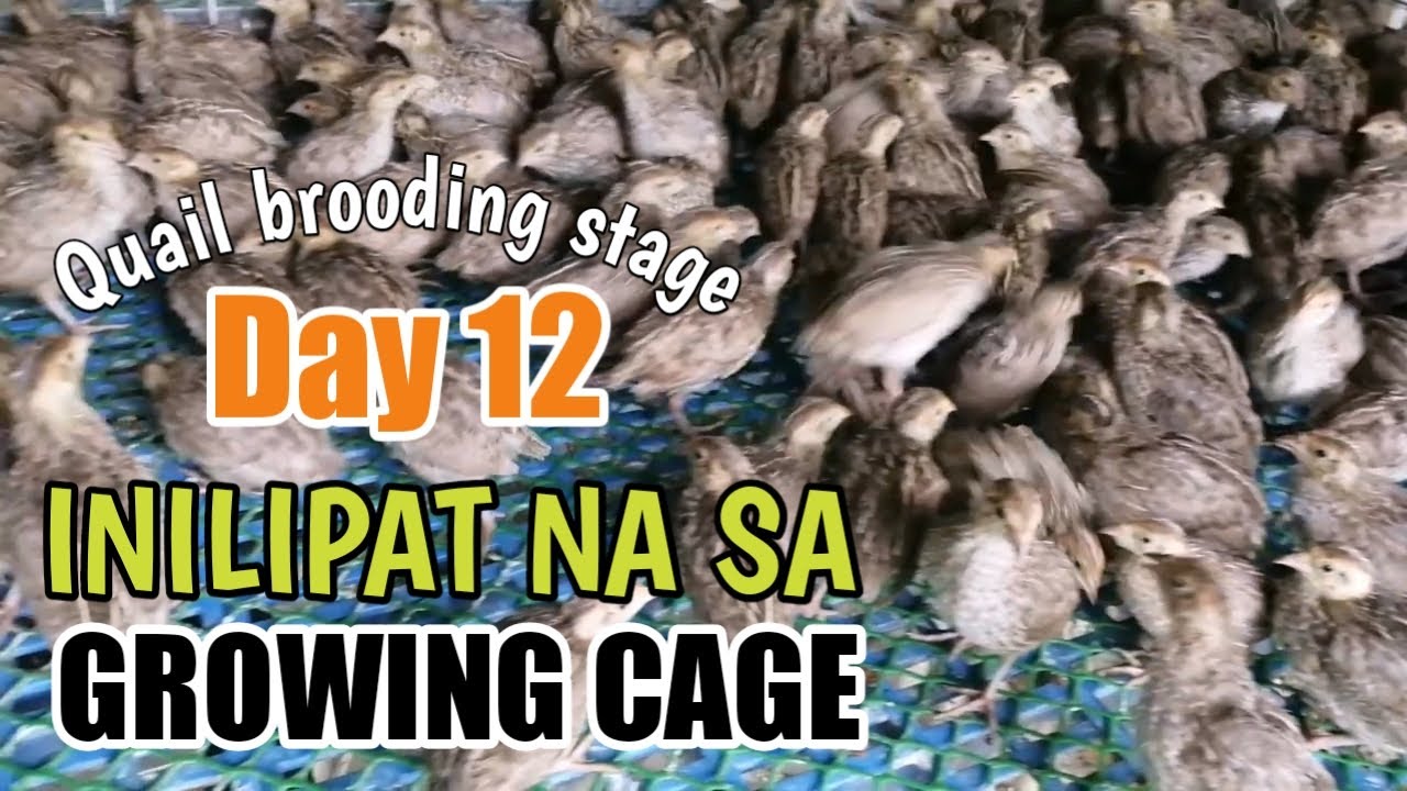 Quail Farming: Day 12 Quail brooding, inilipat na sa Growing Cage - YouTube