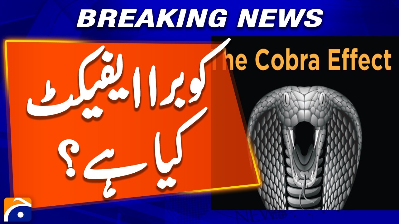 What is the Cobra effect ? | Geo Digital - YouTube