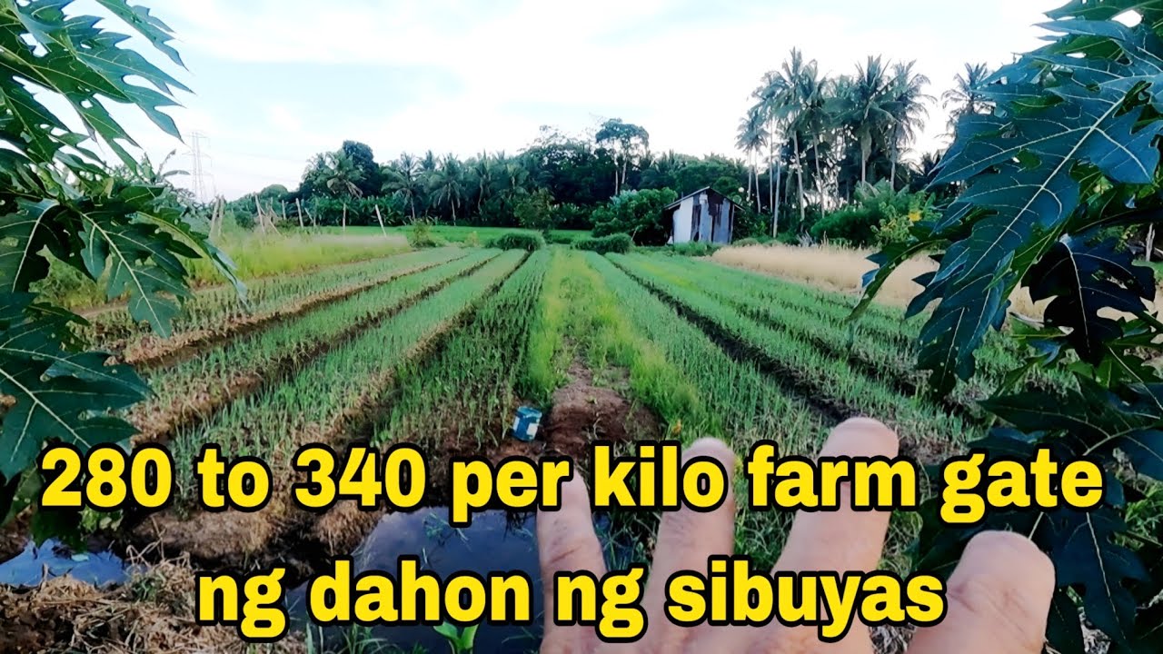 280 to 340 farm gate ng sibuyas - YouTube
