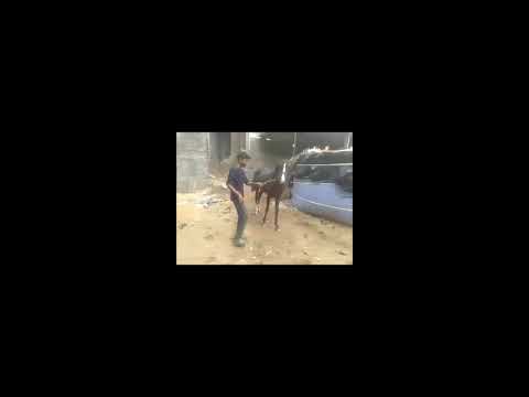 Amazing Horse Mating Farming Video