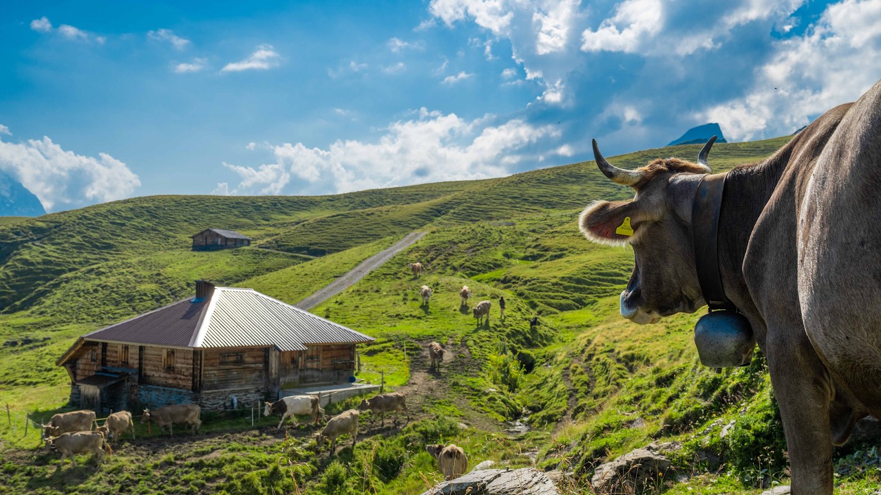 The fascinating life of alpine farmers in Switzerland - YouTube