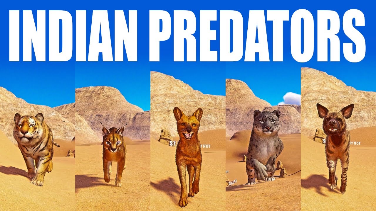 Indian Predators Speed Races in Planet Zoo included Tiger, Caracal ...