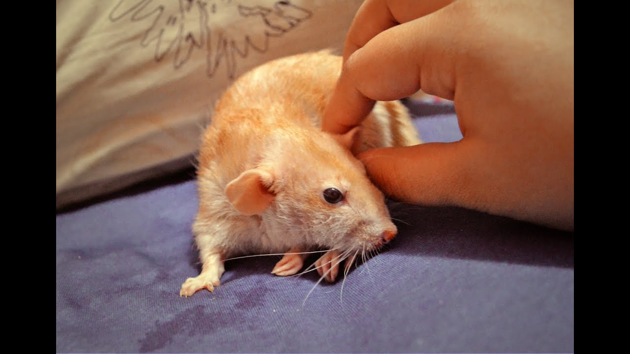 Saying last goodbye to my rat - YouTube