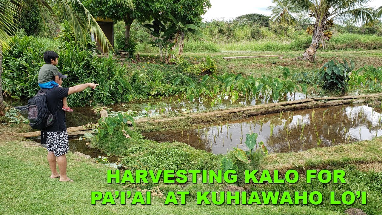 Harvesting Kalo for Pa'i'ai at Kuhiawaho Lo'i (Oahu, Hawaii) - YouTube