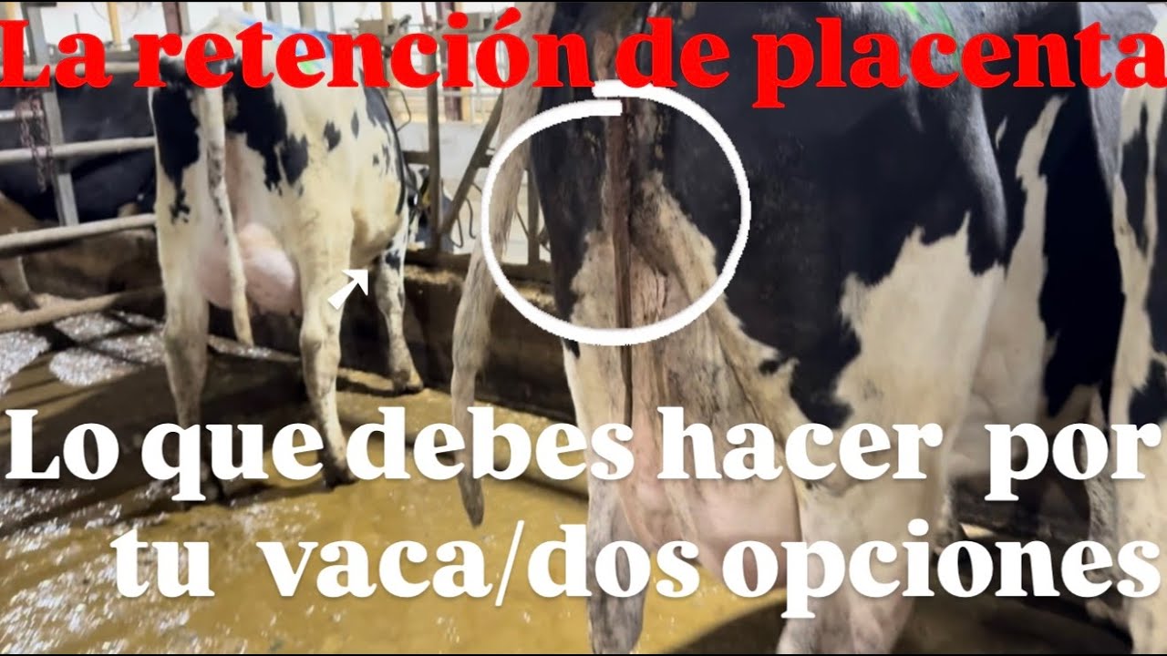 si tu vaca todavia tiene la placenta despues de 24 horas, dos cosas debes hacer..... - YouTube