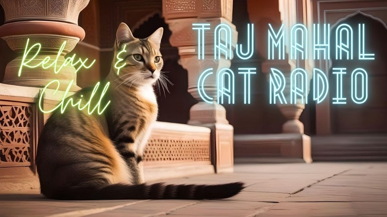 Relax & Chill - Exotic Cats of the Taj Mahal - YouTube