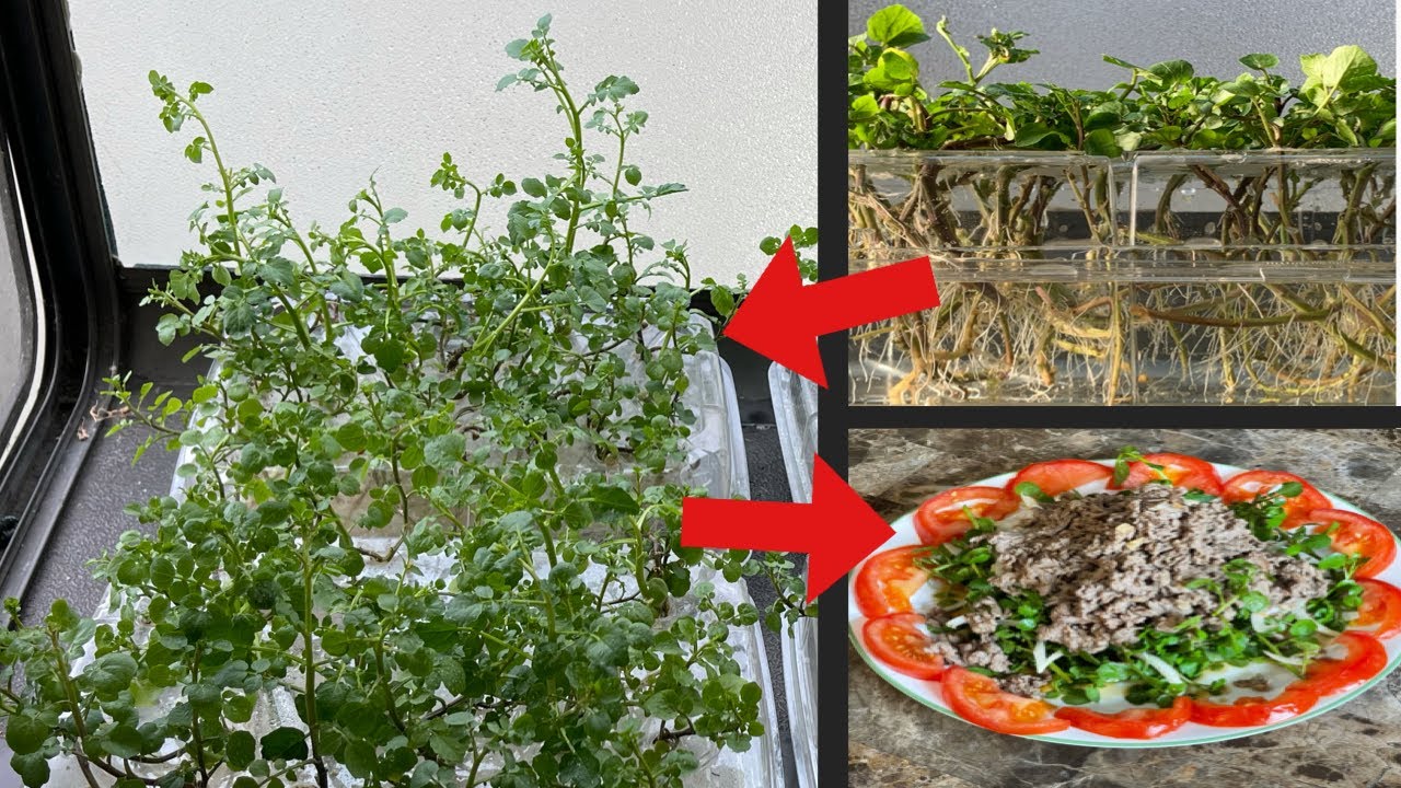 Growing Watercress In Containers (Easy Urban Farming) - YouTube
