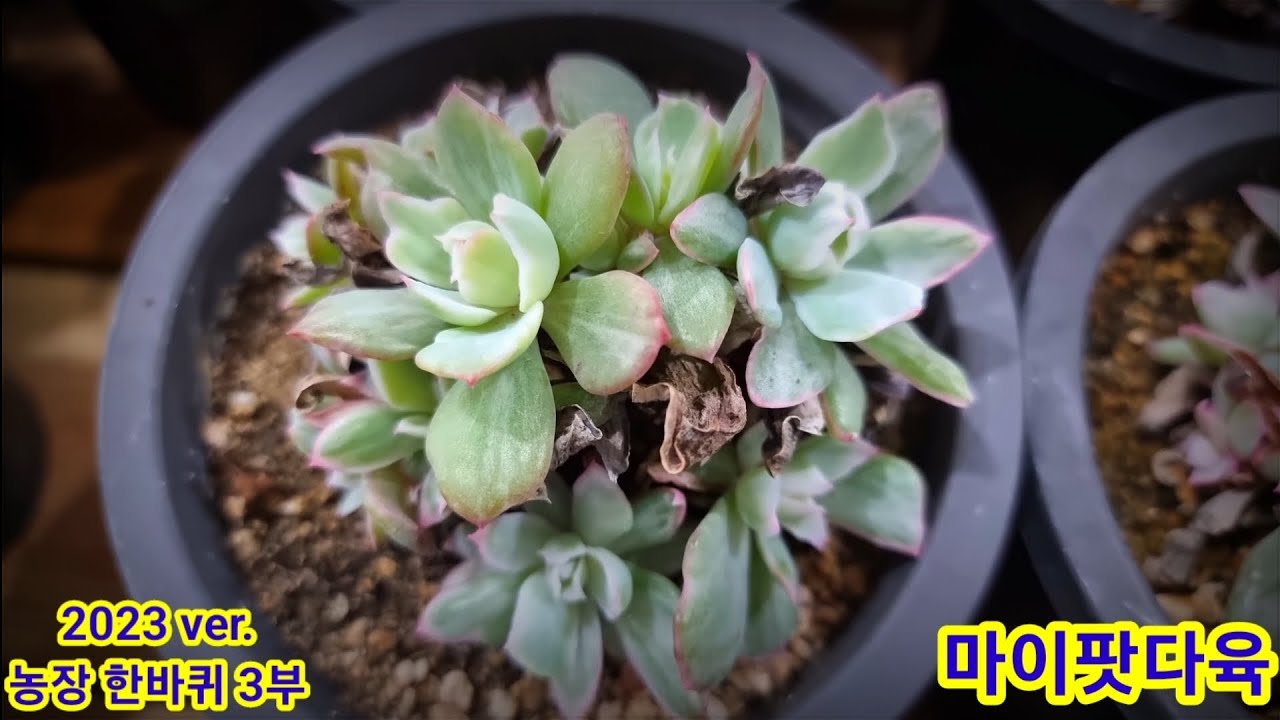 쭈우욱 계속되는 농장한바퀴 구경하세요💕 3부 마이팟다육 음성다육 다육맛집 Youtube