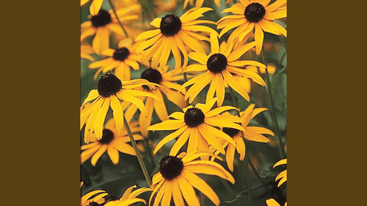 Infinite Insanity (Interlude) - YouTube