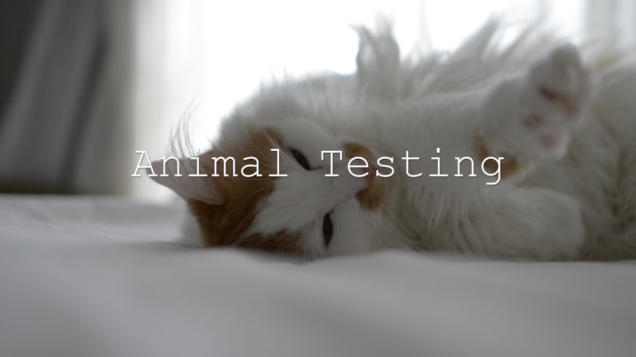 Animal Testing Documentary - YouTube