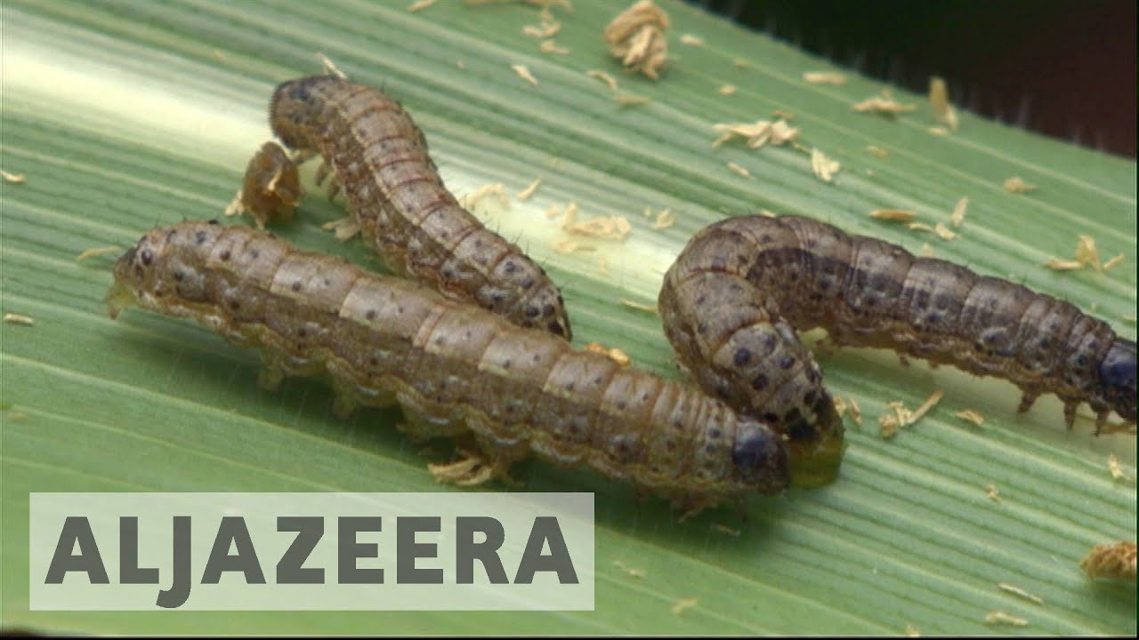 East African pest crisis: Fall armyworm invades Kenya crops - YouTube