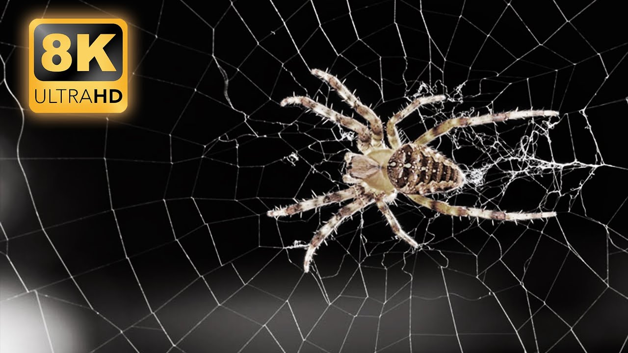 8K Spiders' Impressive Moments - Black & White Cinematic Film in 8K ...