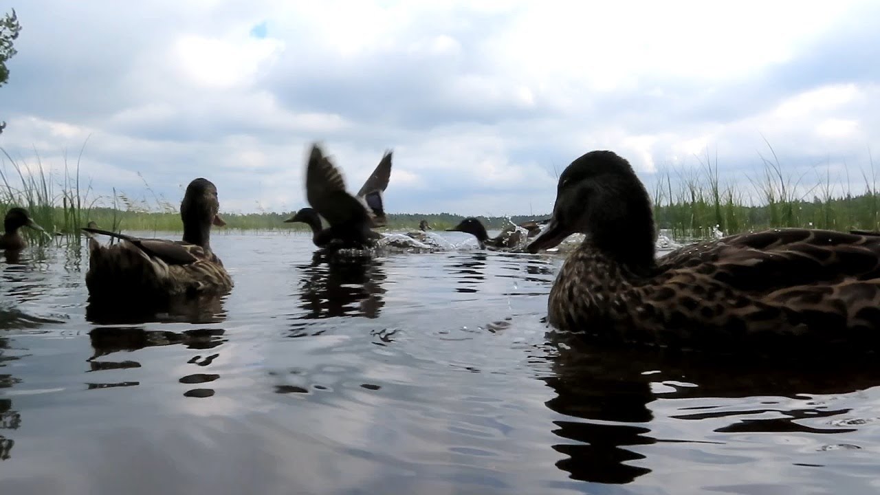 After the food ran out, the duck team started to chase the follower ...