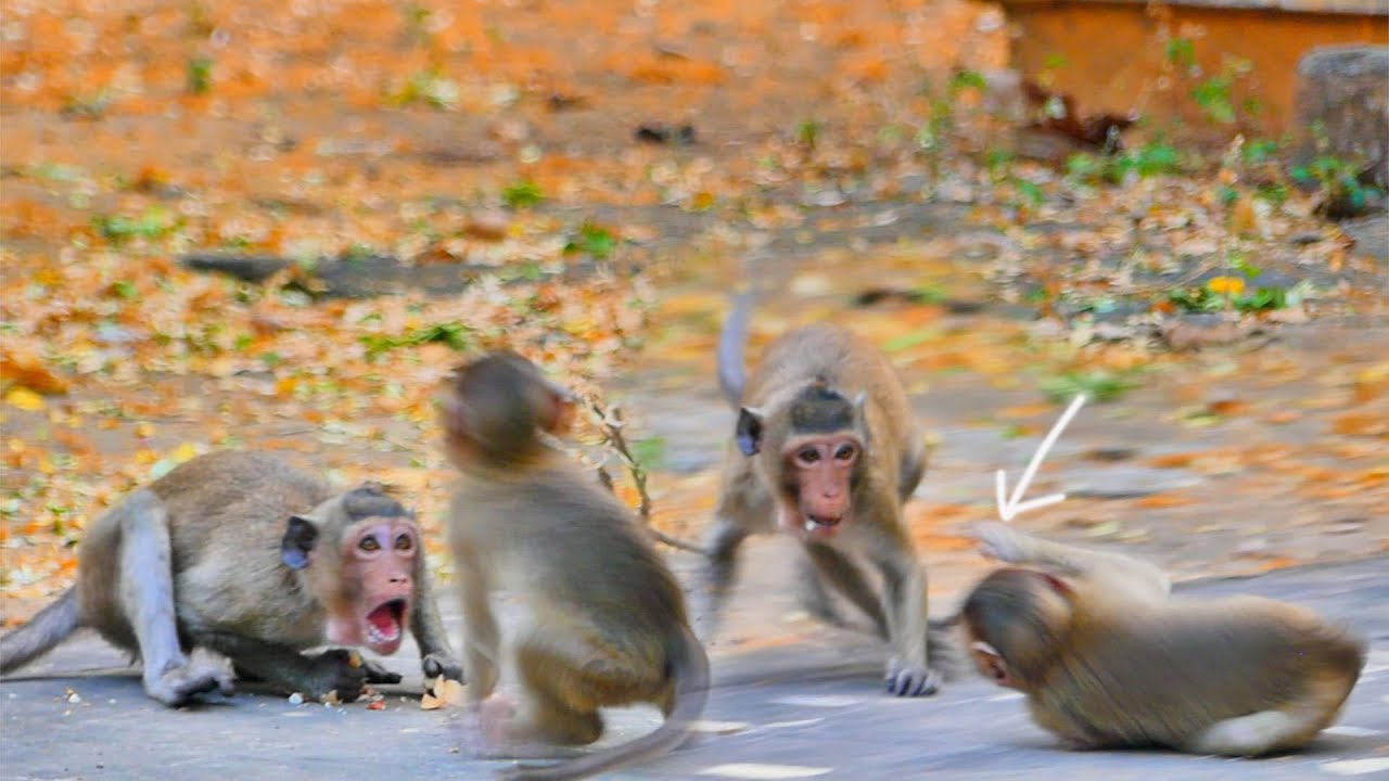 Big pi+t-y...baby monkey BRODY so hungry just he requests some food ...