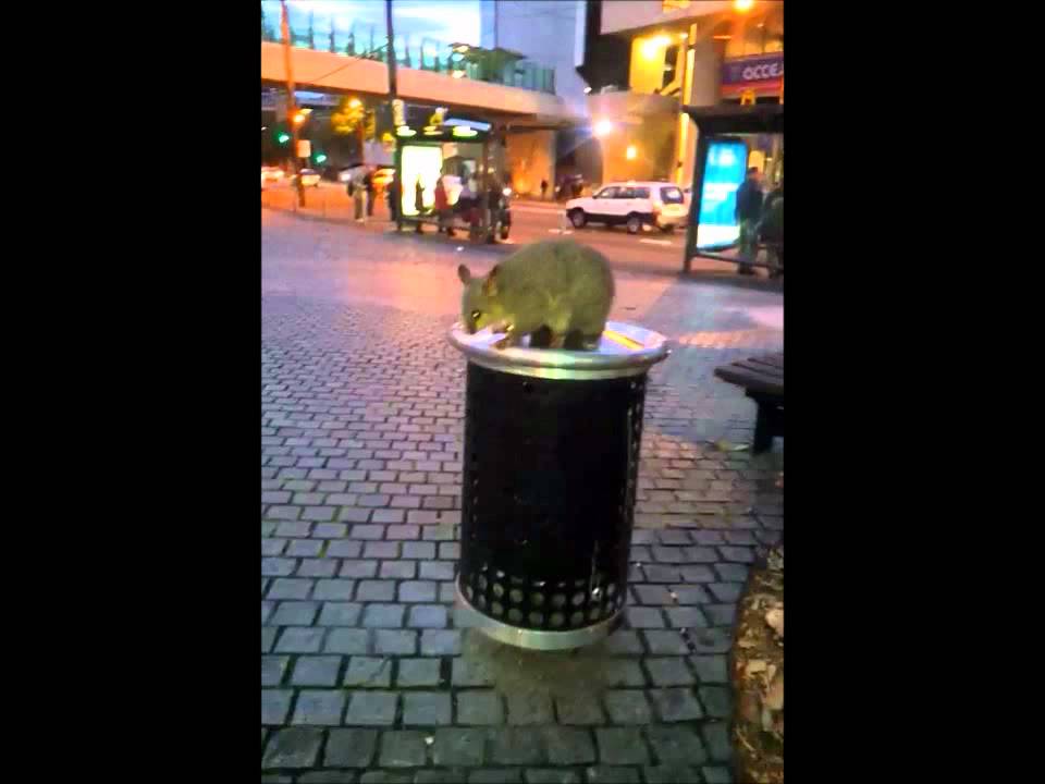 Possum eating from a bin in Sydney - YouTube