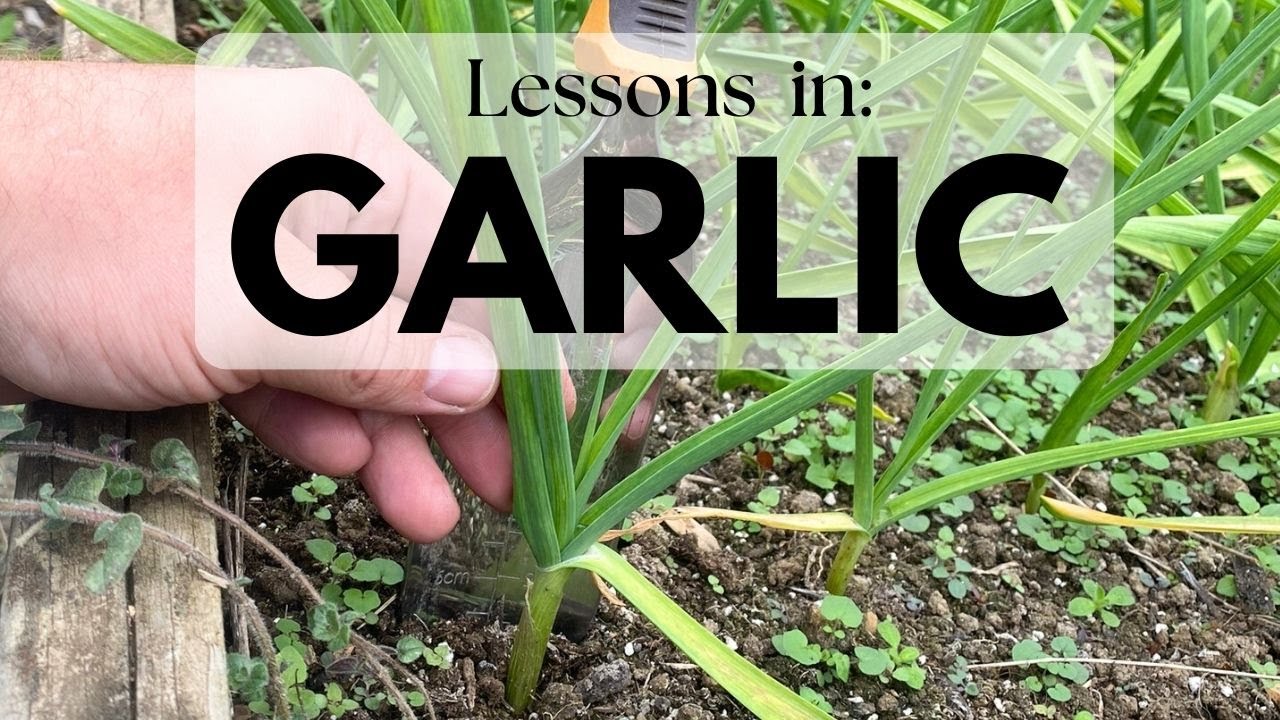 How & When To Plant Garlic - YouTube