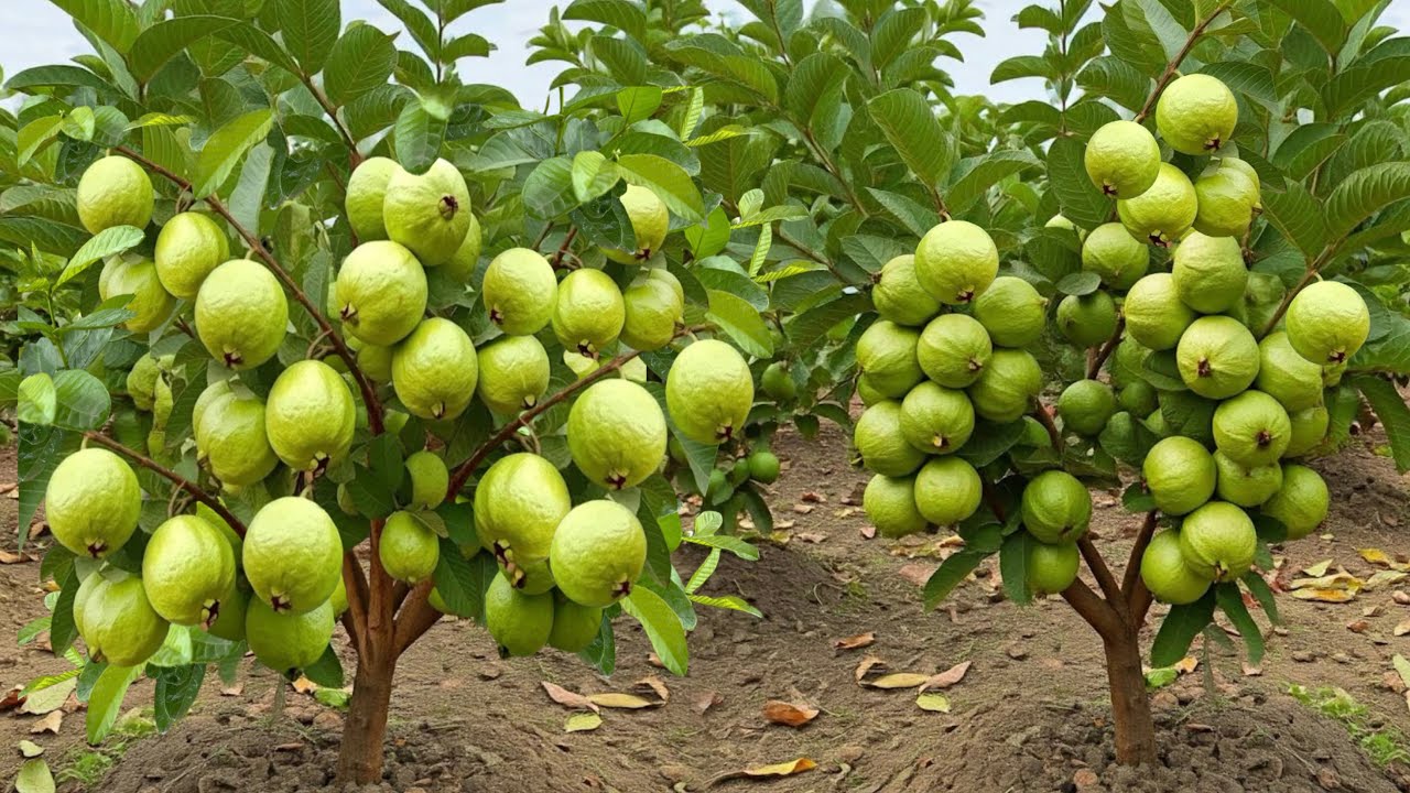 Grow Guava Trees Fast With Aloe Vera And Planted in sand, best Idea for ...