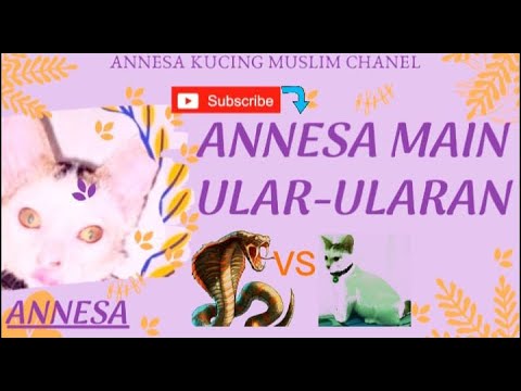ANNESA MAIN ULAR-ULARAN II @ANNESA KUCING MUSLIM CHANEL