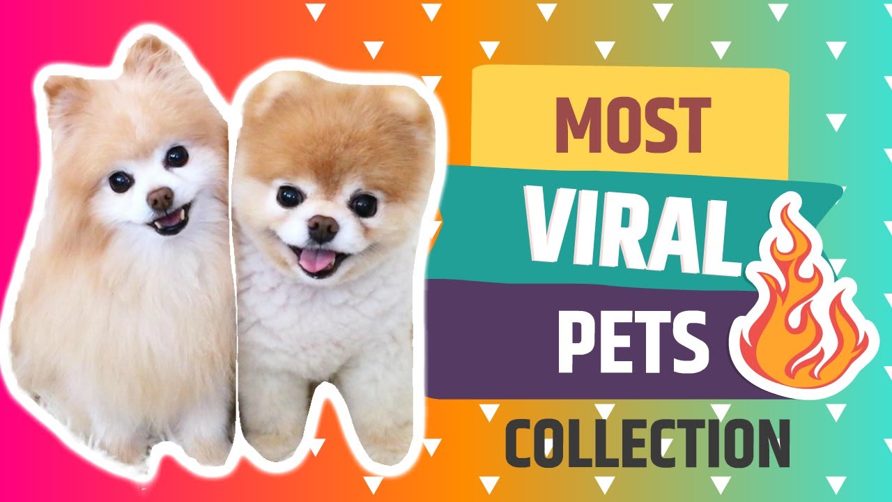 MOST VIRAL pets video | Cute and funny pets videos around the world🐶😺 ...