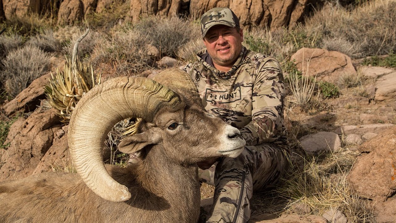 185" Giant Nelsoni Desert Bighorn Sheep - YouTube