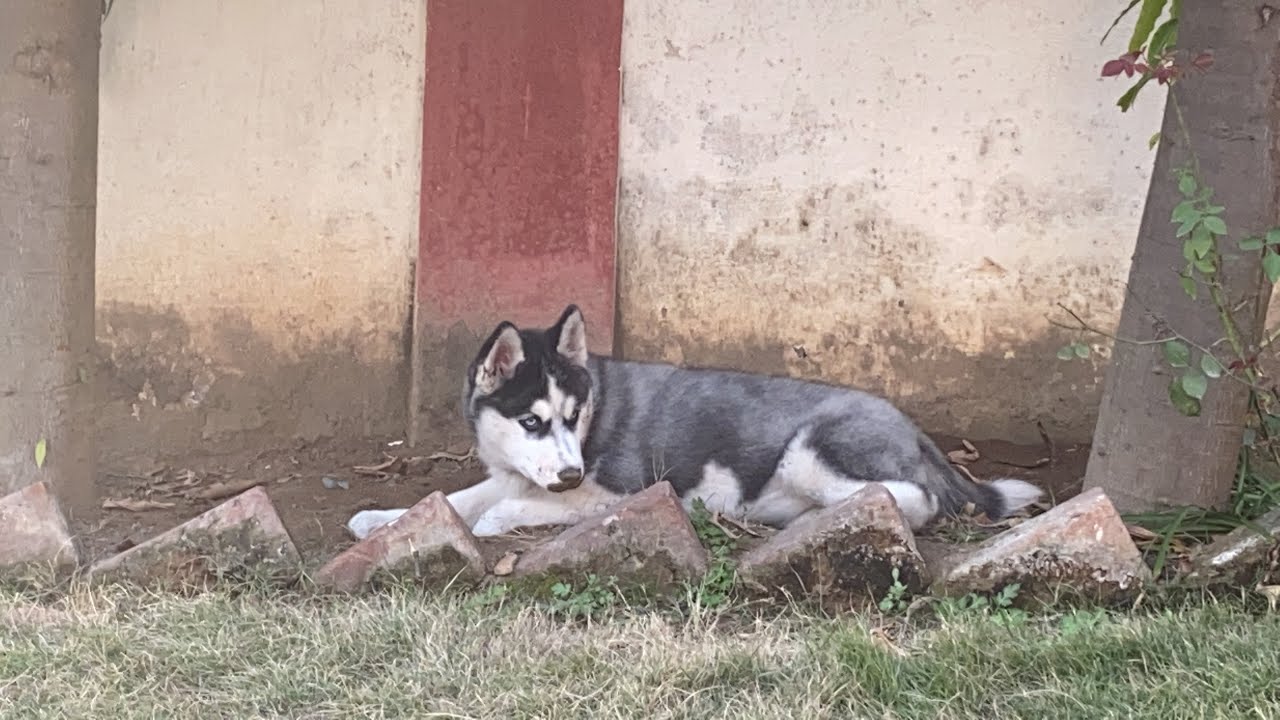 Noorie: Naughty husky digging up lawn for escape/fun/tease or god knows ...