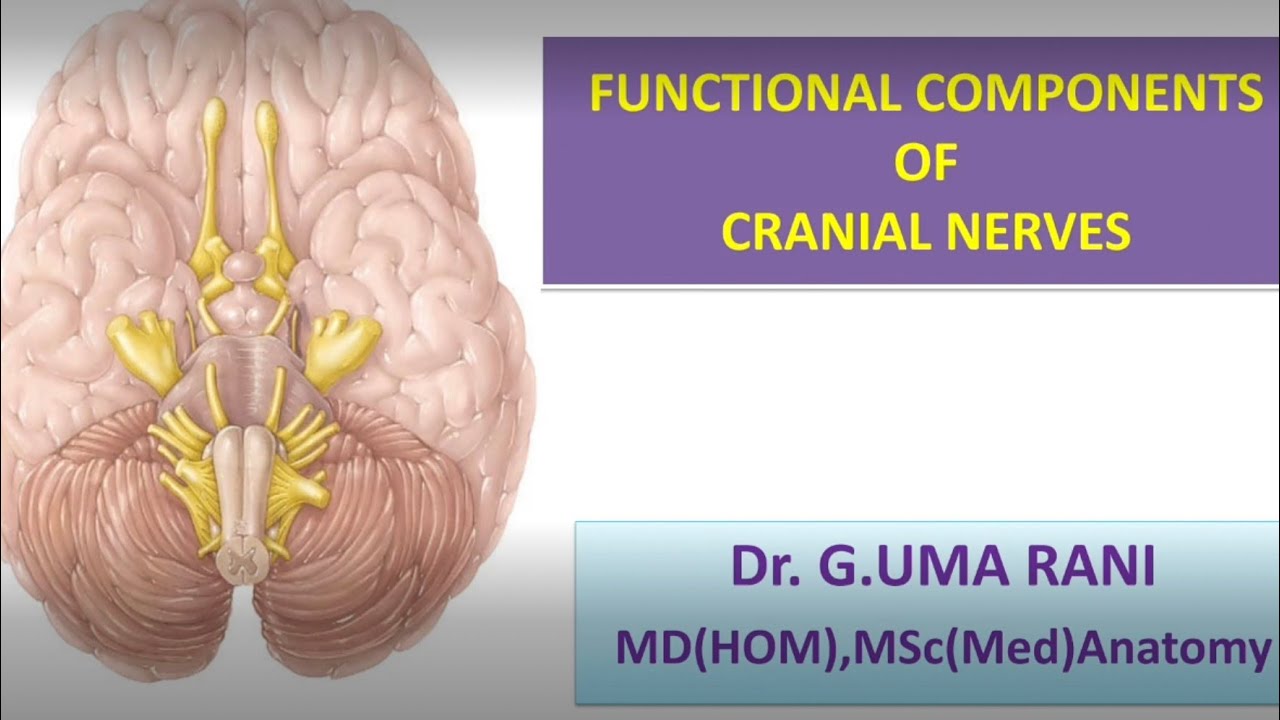 CRANIAL NERVES || MNEMONIC || FUNCTIONAL COMPONENTS - YouTube