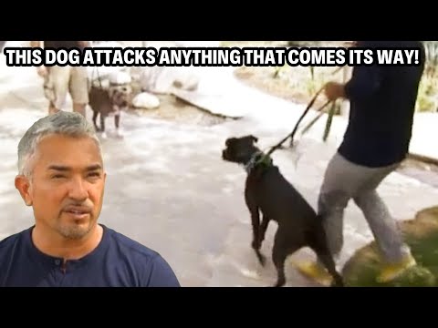 Confronting A Violent Pit Bull In Attack Mode | Cesar 911 Throwbacks