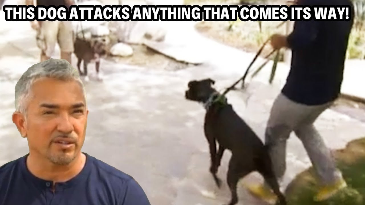 Confronting A Violent Pit Bull In Attack Mode | Cesar 911 Throwbacks ...